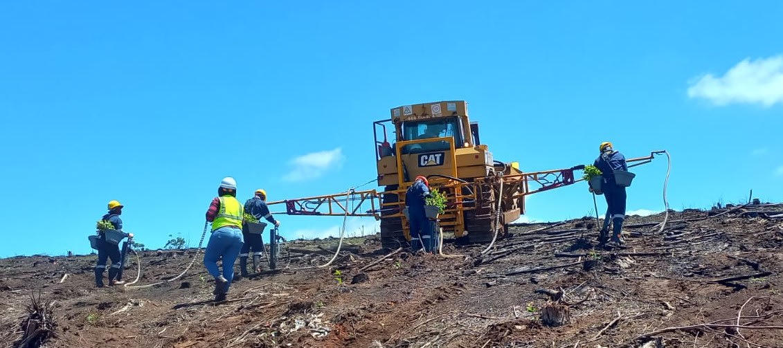 Semi-mechanised planting with the dozer planting system | Forsilvitech