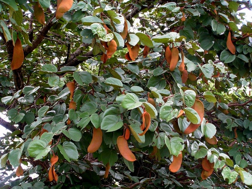 ZIMBABWE TREE OF THE YEAR 2021: Piliostigma thonningii/Monkey bread ...