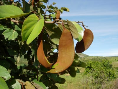 ZIMBABWE TREE OF THE YEAR 2021: Piliostigma thonningii/Monkey bread ...