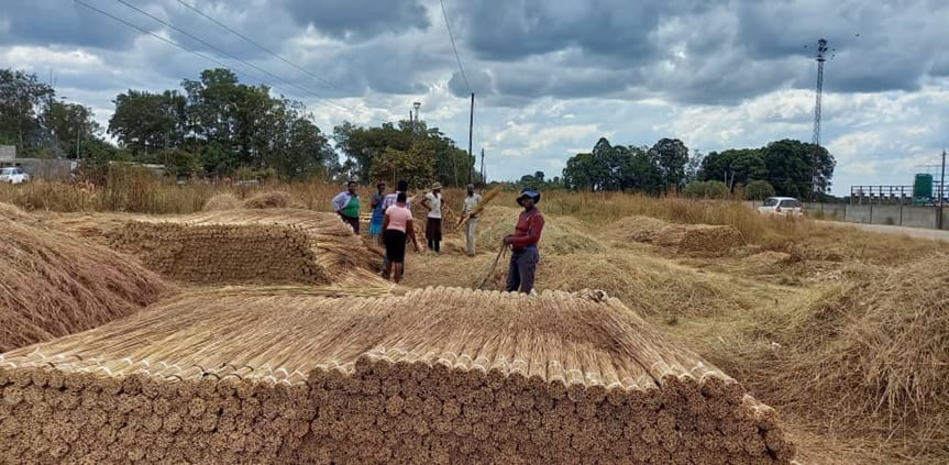 THATCH GRASS HARVESTING AS A VELD FIRE MANAGEMENT STRATEGY | Zimbabwe ...