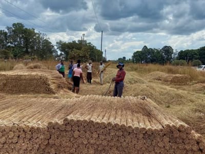 THATCH GRASS HARVESTING AS A VELD FIRE MANAGEMENT STRATEGY | Zimbabwe ...
