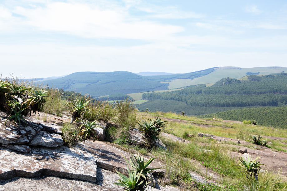 TREWIRGIE TIMBER BUILDS ON SUCCESS | Zimbabwe Forestry Magazine