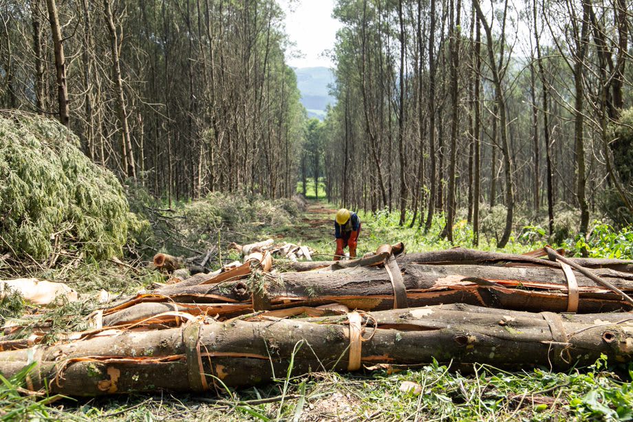 TREWIRGIE TIMBER BUILDS ON SUCCESS | Zimbabwe Forestry Magazine