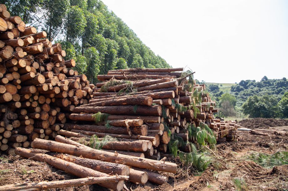 TREWIRGIE TIMBER BUILDS ON SUCCESS | Zimbabwe Forestry Magazine