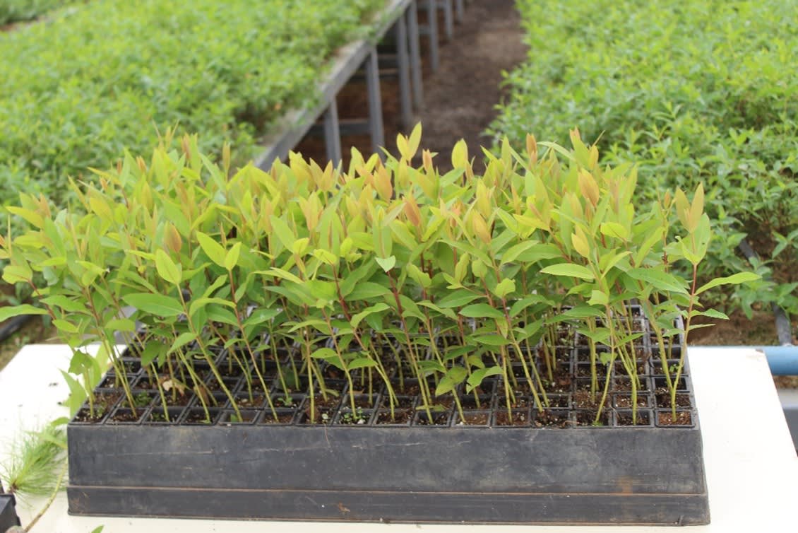 Plant quality is key to mechanised planting | Forsilvitech