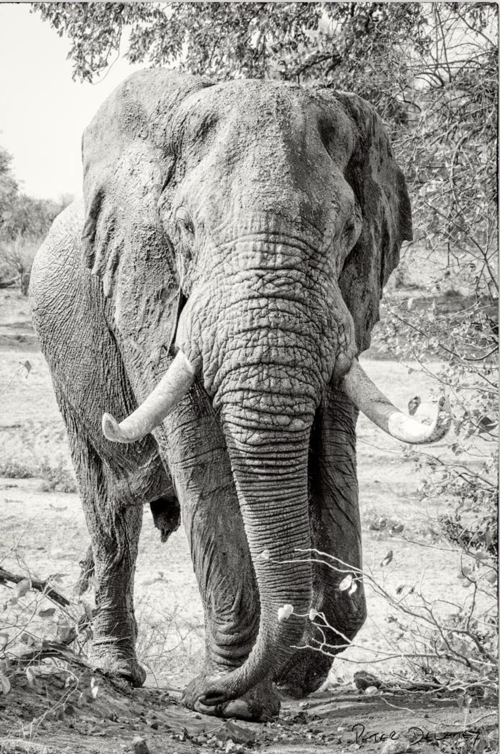 Peter Delaney - Artists Profile on Cape Palette