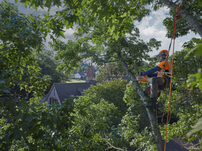 HOW TO SUCCESSFULY AND SAFELY FELL A TREE | Zimbabwe Forestry Magazine