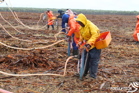 Understanding planting tube configurations | Forsilvitech