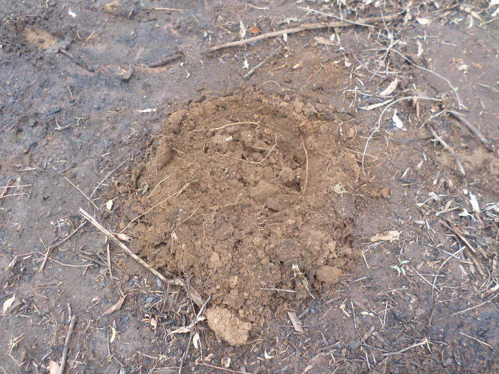 Soil cultivation - Pitting in commercial forestry | Forsilvitech