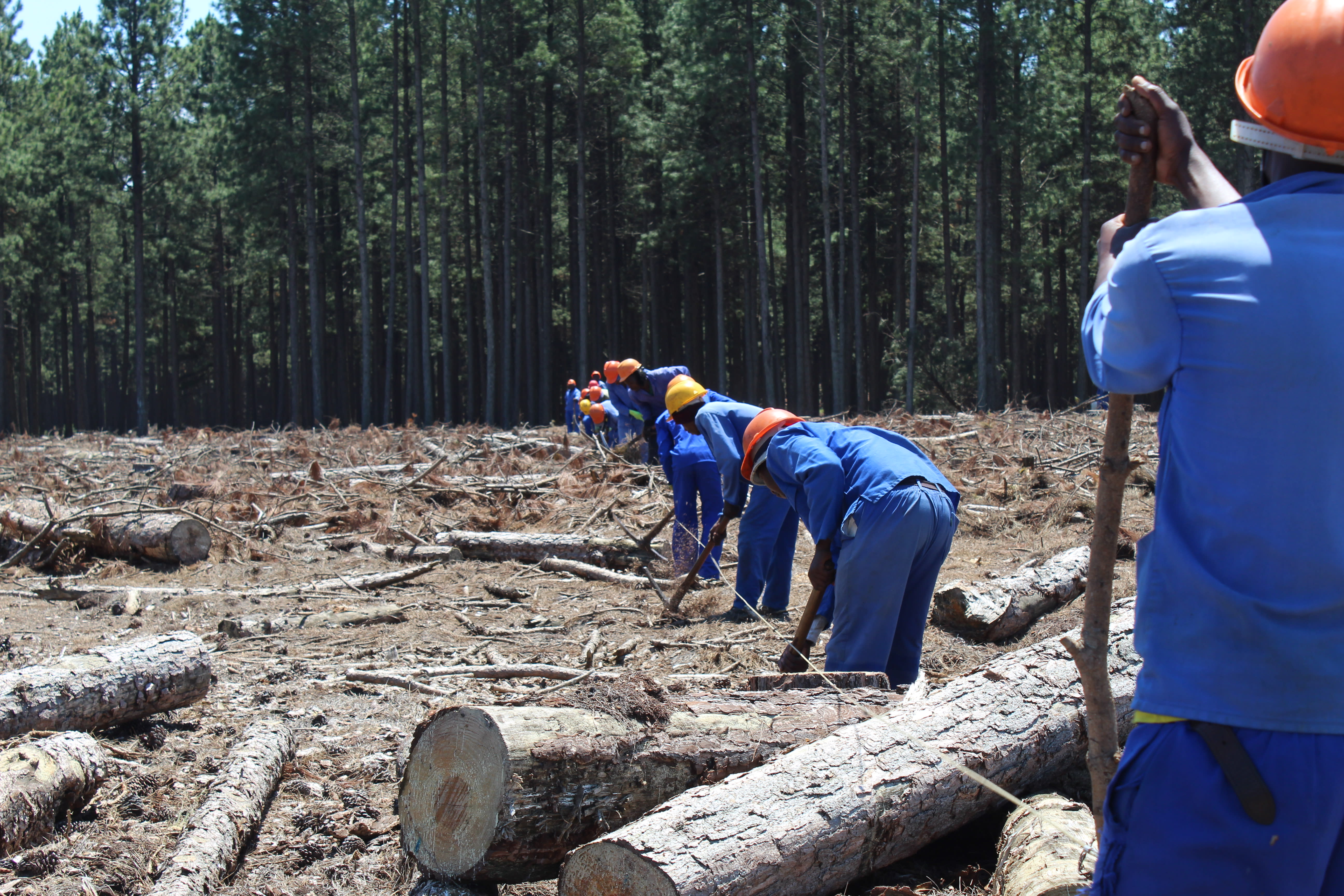 Soil cultivation - Pitting in commercial forestry | Forsilvitech