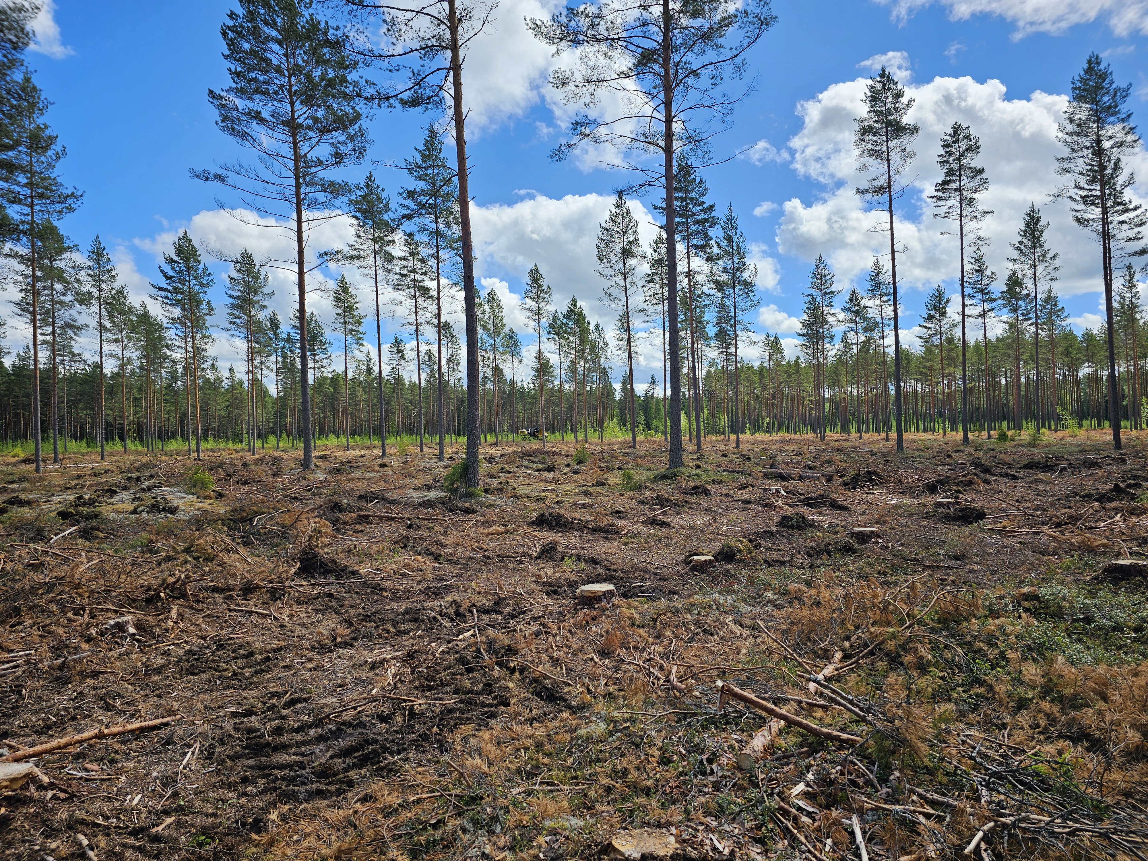 Forest Maker: From Concept to Market-Ready Reforestation Technology | Forsilvitech