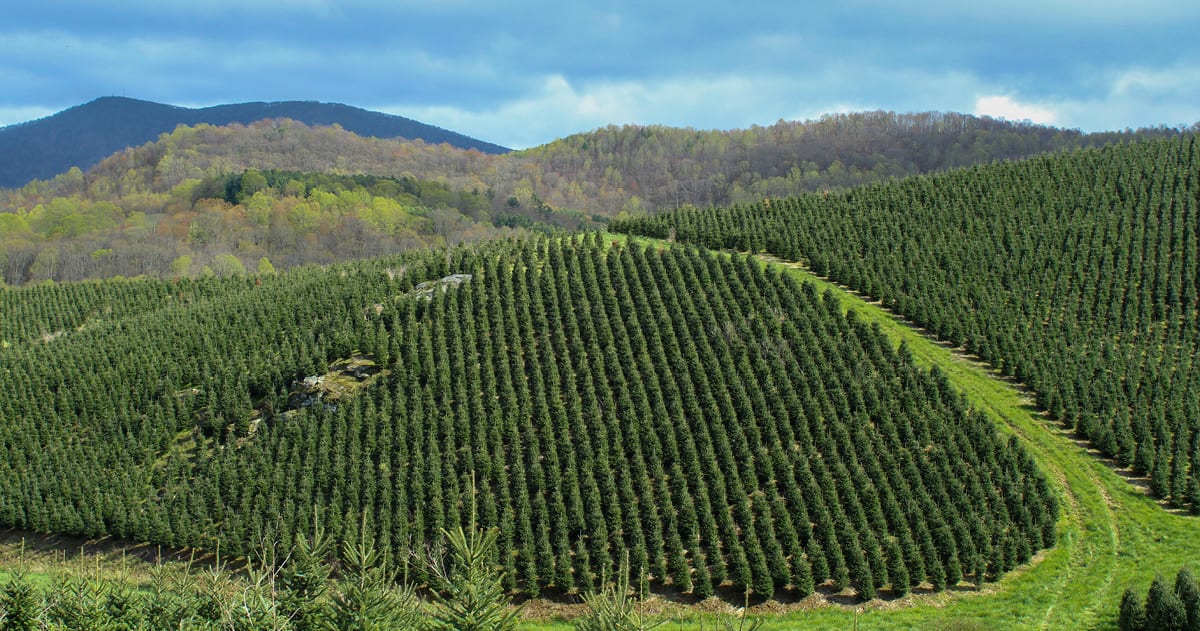 Swift Geospatial: Transforming Forestry Monitoring with Advanced ...