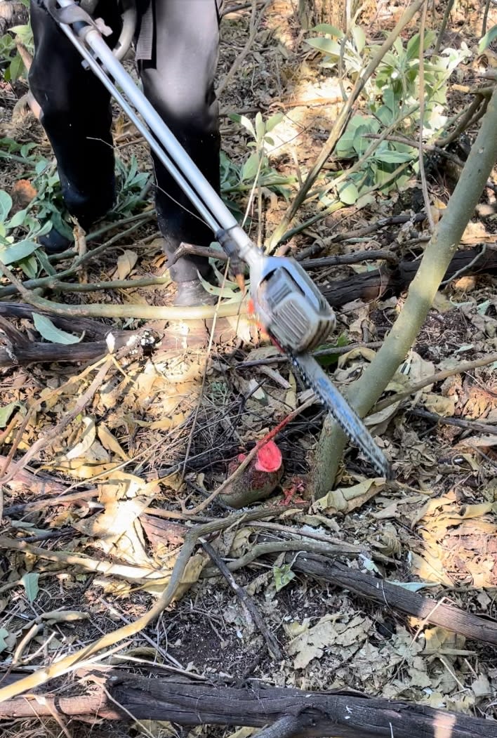 Motor manual cut and treat using a clearing saw | Forsilvitech