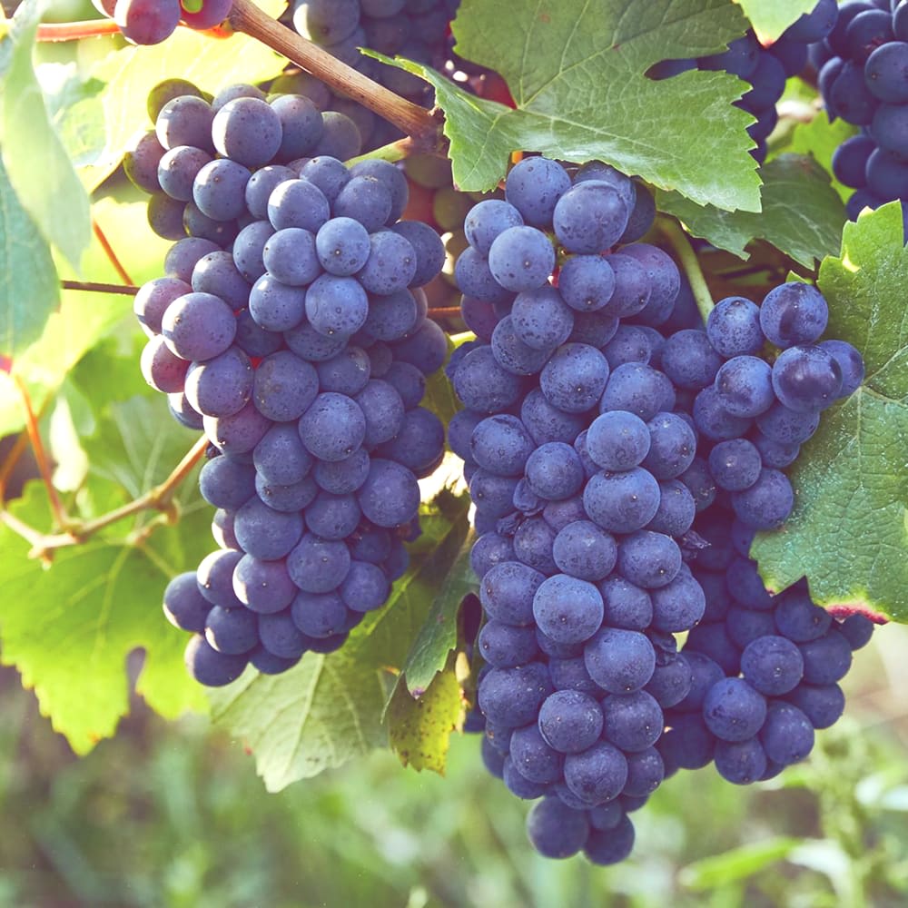 Our Burgundy Wines - Château de Pommard | Official Site - Château De ...