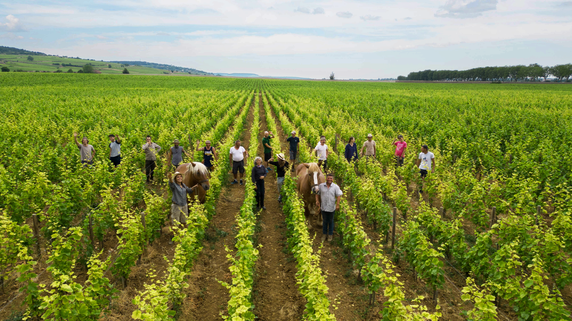 Our Vineyard Calendar: A Year in Clos Marey-Monge - Official Site ...
