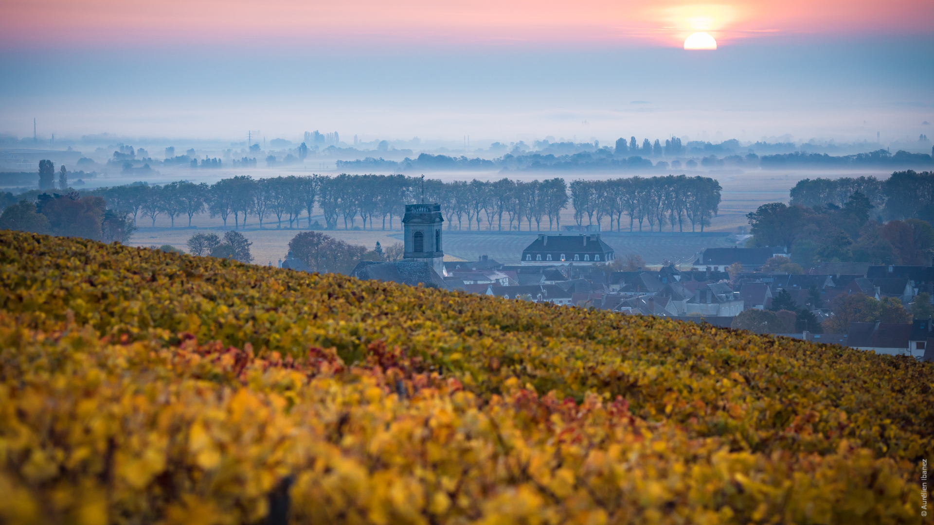 Everything You Should Know About Pommard Wine - Château De Pommard