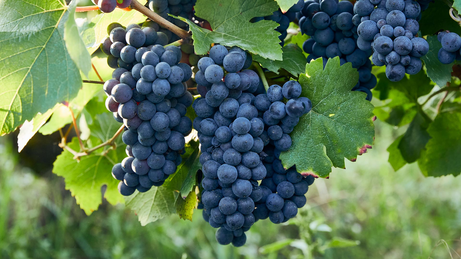 The Story of Pinot Noir - Château de Pommard - Château De Pommard