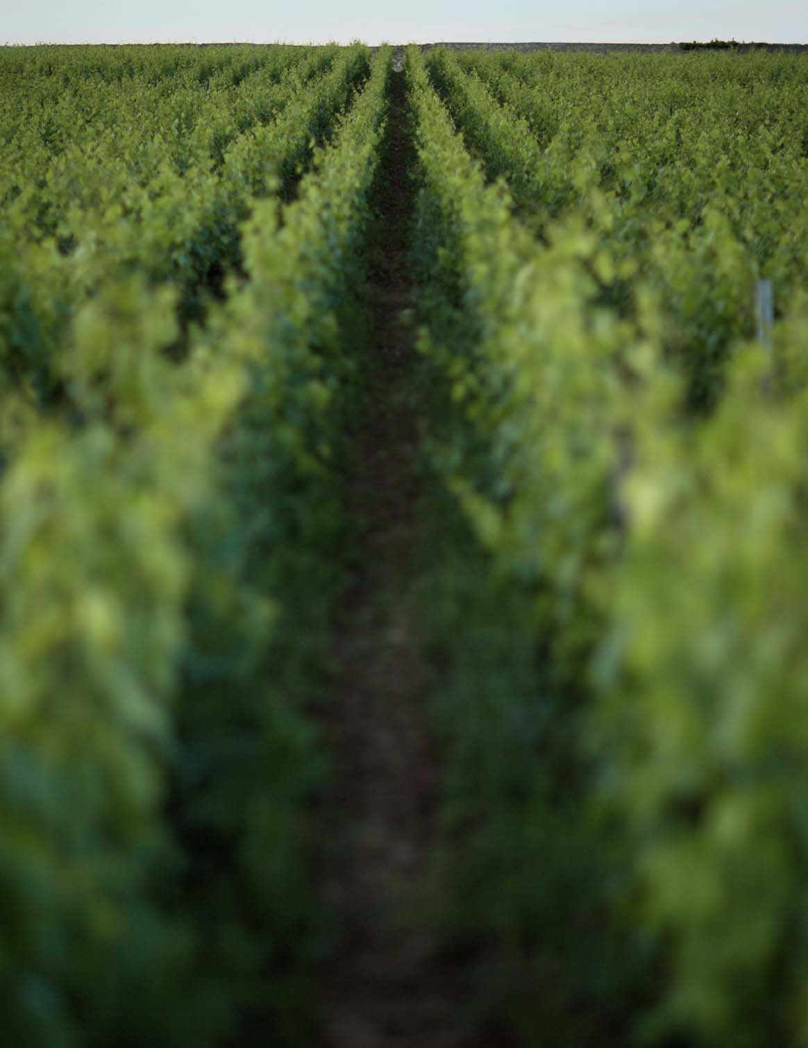 Côte de Nuits - Château De Pommard