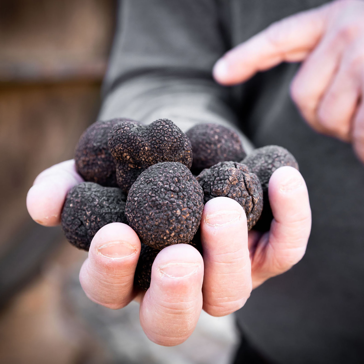 Burgundy Truffle Experience – Château de Pommard l Official Site ...