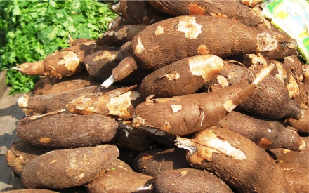 Product and Services - MAESTRO FARMS LIMITED