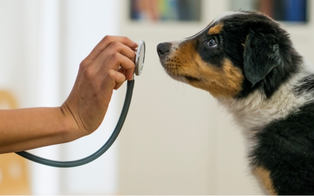 Product and Services - MAESTRO FARMS LIMITED