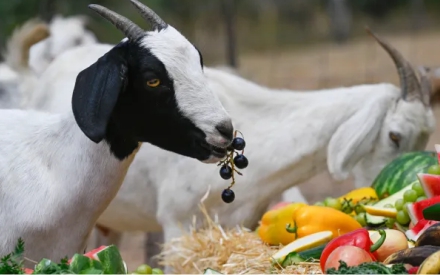 Product and Services - MAESTRO FARMS LIMITED