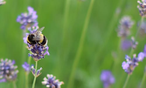 Climate change actions to use at home | Big Green Ideas List