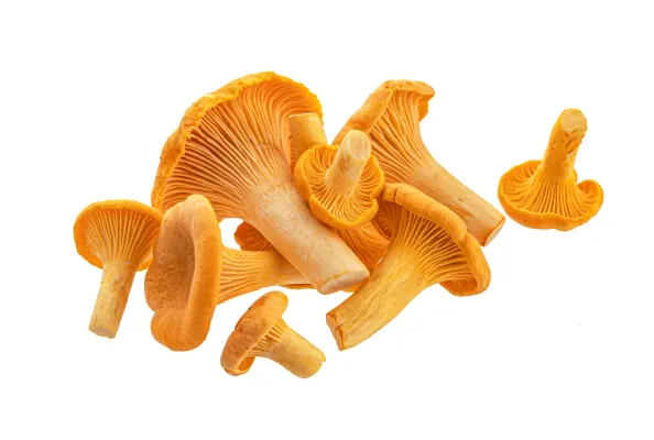 Jaunumi | Augļu Serviss