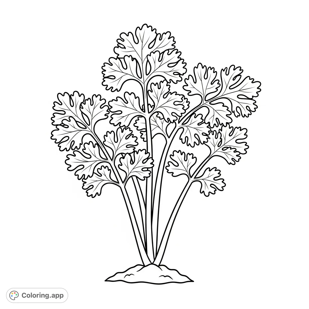 Fresh Parsley Herb - Coloring.app