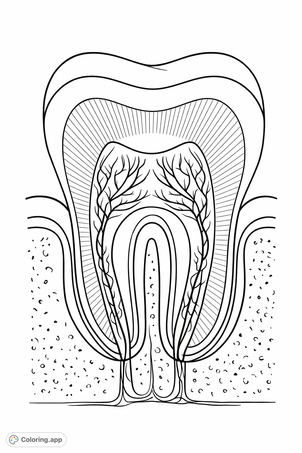 Detailed Tooth Structure Anatomy - Coloring.app