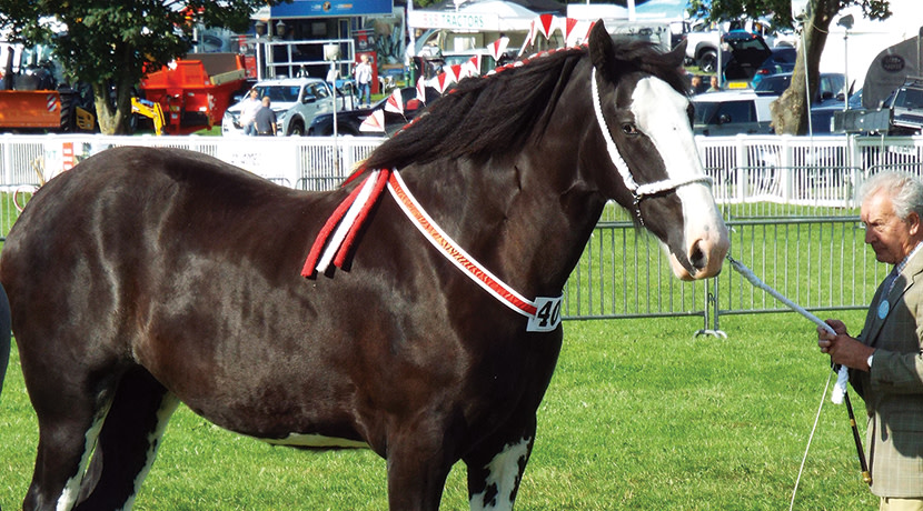 Staffordshire County Show