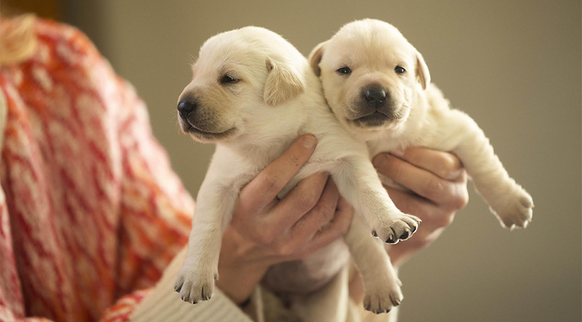 Guide Dogs celebrate first litter of 2023 and issues national appeal ...