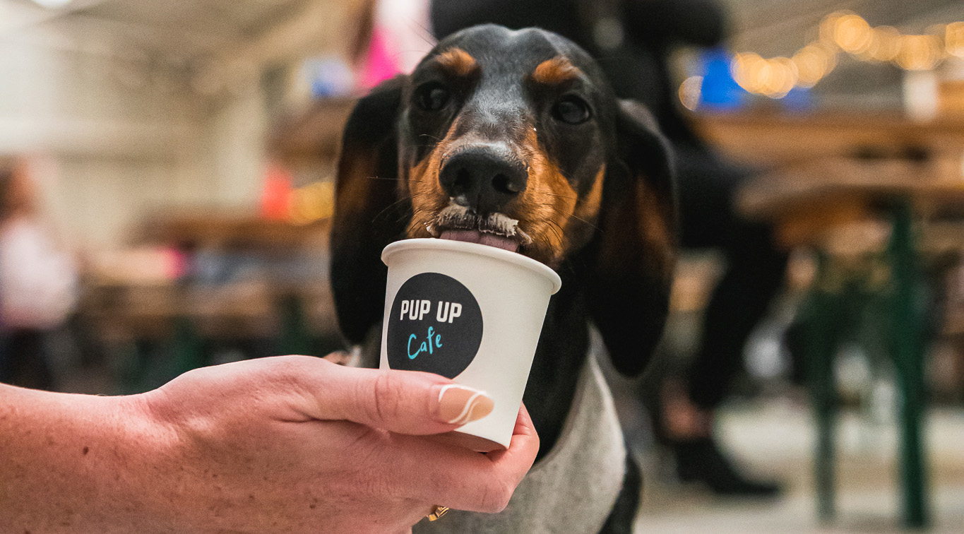 Pup Up Cafe returns to the Midlands