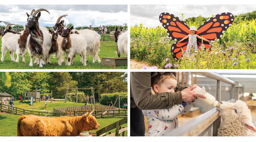 Dive into a Summer of Farm Park Fun