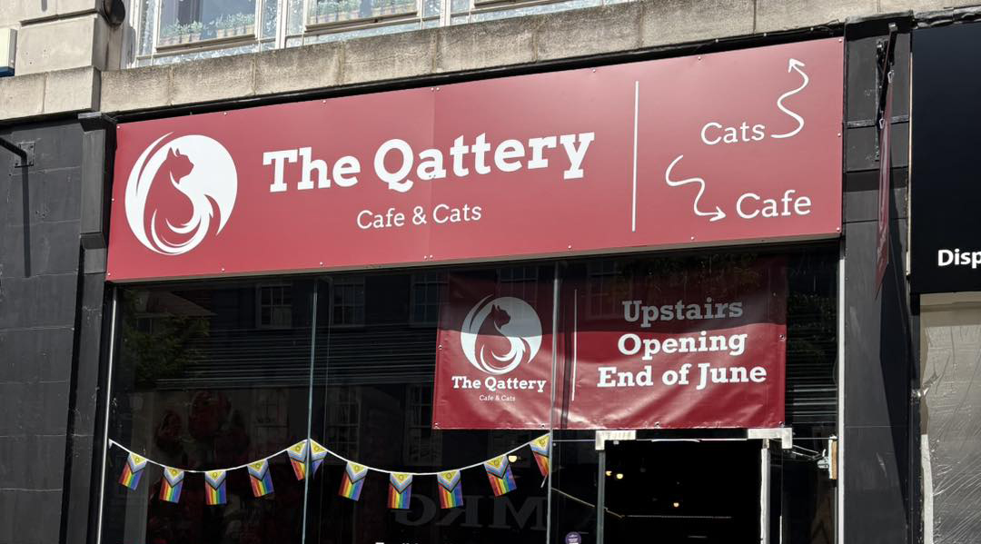 Cat café opens in Wolverhampton