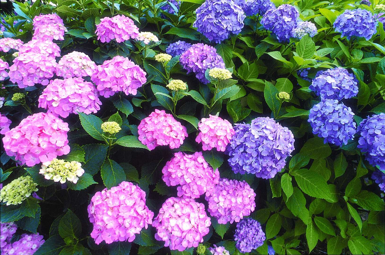Admission Ticket for Ashikaga Flower Park in Ashikaga (Tochigi ...