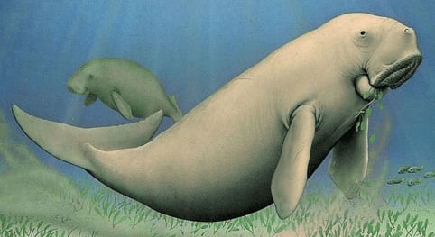 Dugong the sea cow|GyanPro|Blog | GyanPro Science Blog