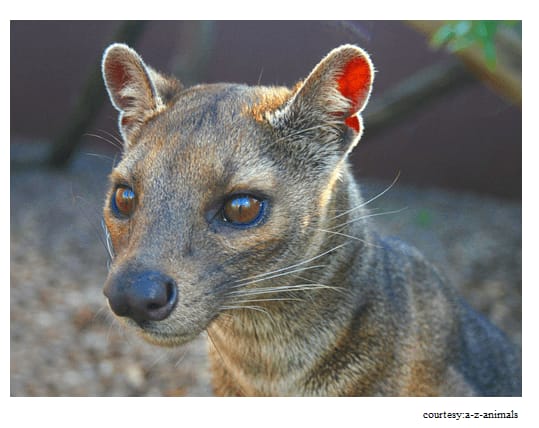 The Ancient Madagascarian Fossa | GyanPro Science Blog