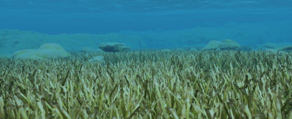 Tethys, the premier underwater ROV simulator