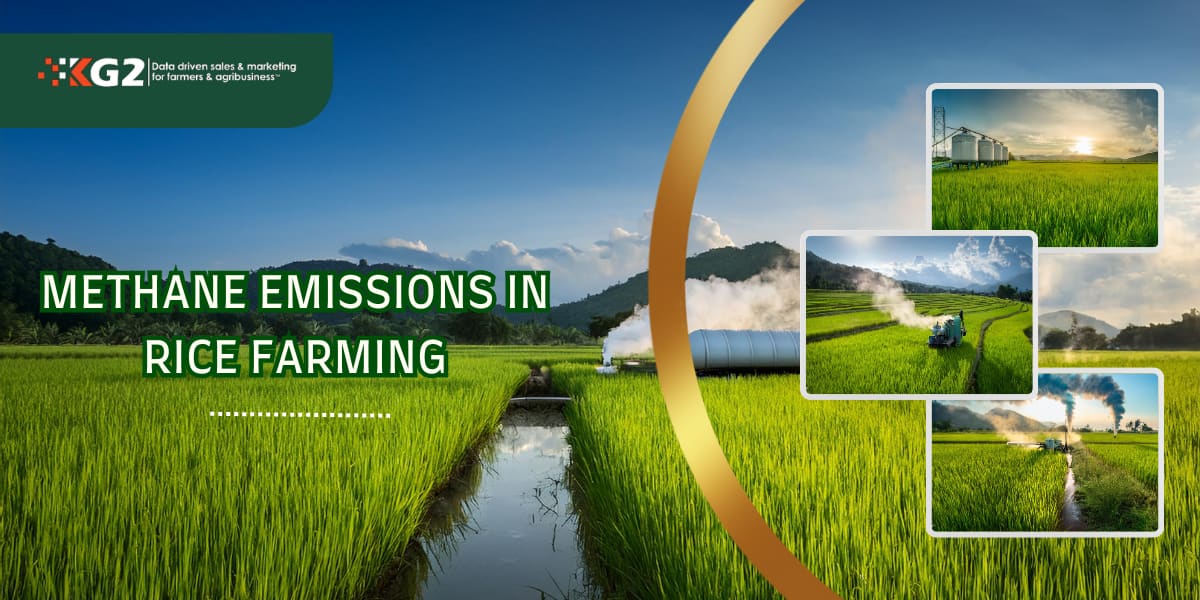 Methane Emissions in Rice Farming: Causes, Impact, and Reduction Strategies