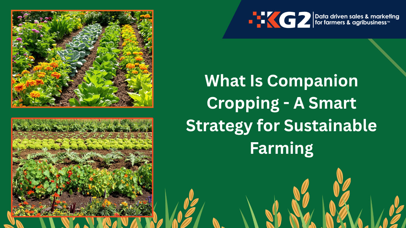 Sustainable Companion Cropping Practices in Australia
