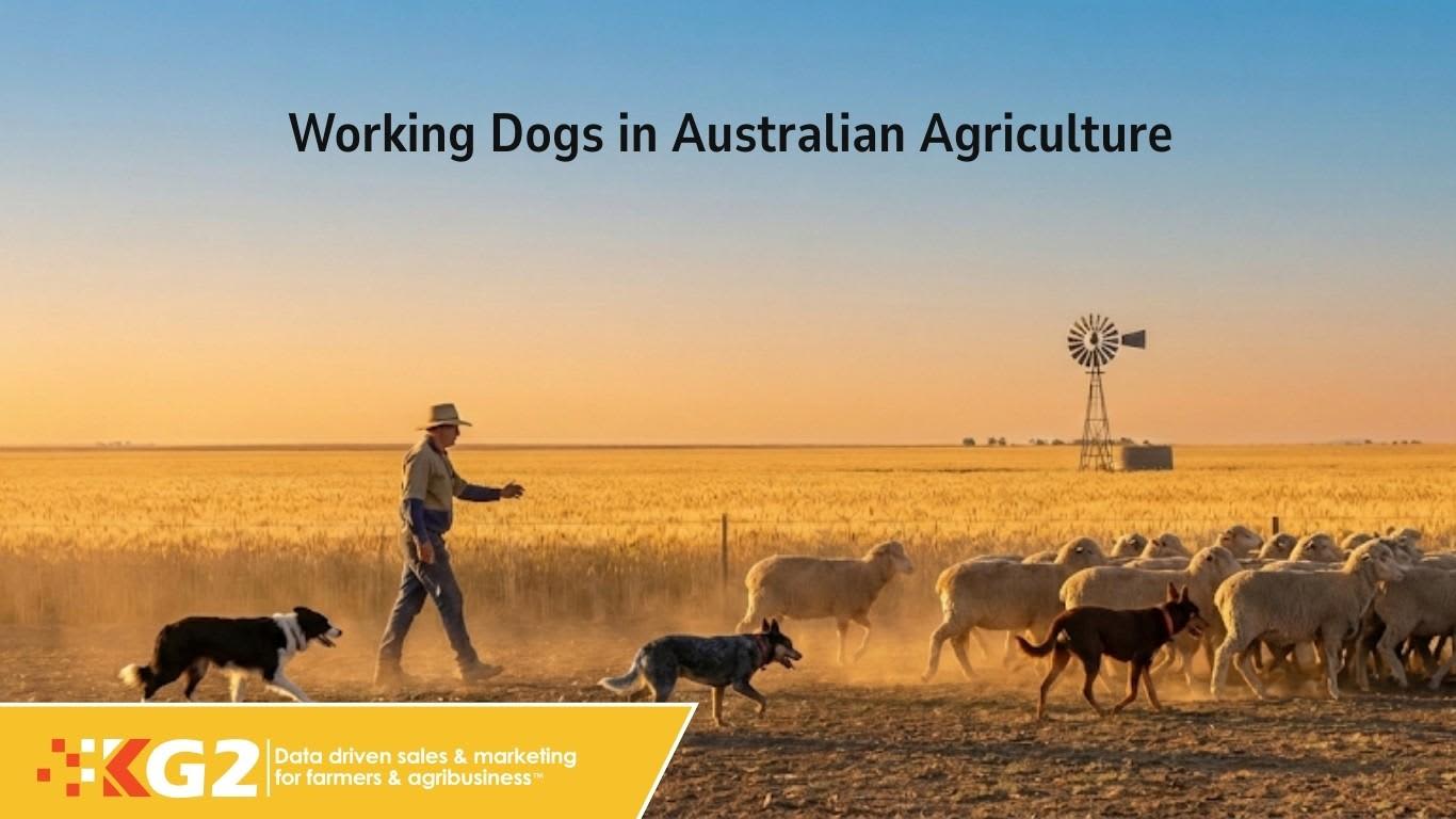 Working Dogs in Australia: The Backbone of Modern Agriculture
