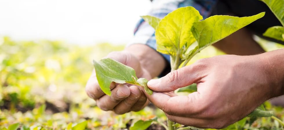 A Detailed Overview of Crop Protection in Australia