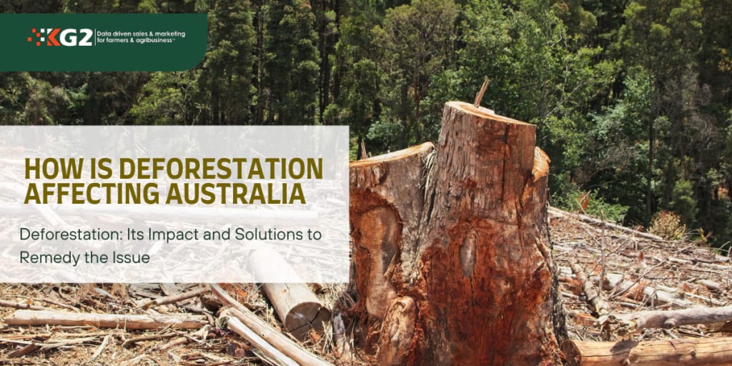 Deforestation: Its Impact and Solutions to Remedy the Issue