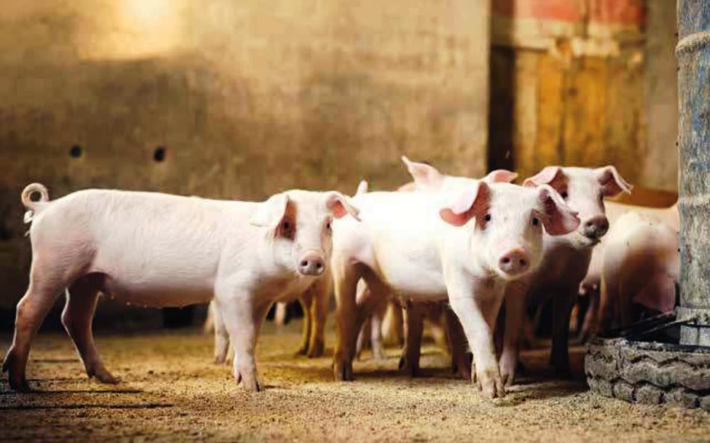 Clostridium | Razas Porcinas - Cría y Producción Porcina y de Carne