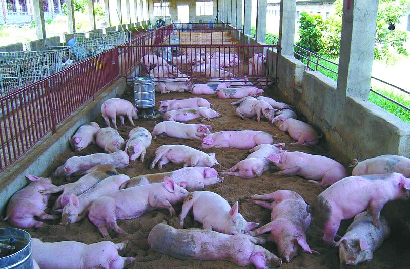 ¿Cuán importante son las enfermedades en la producción porcina? | Razas ...