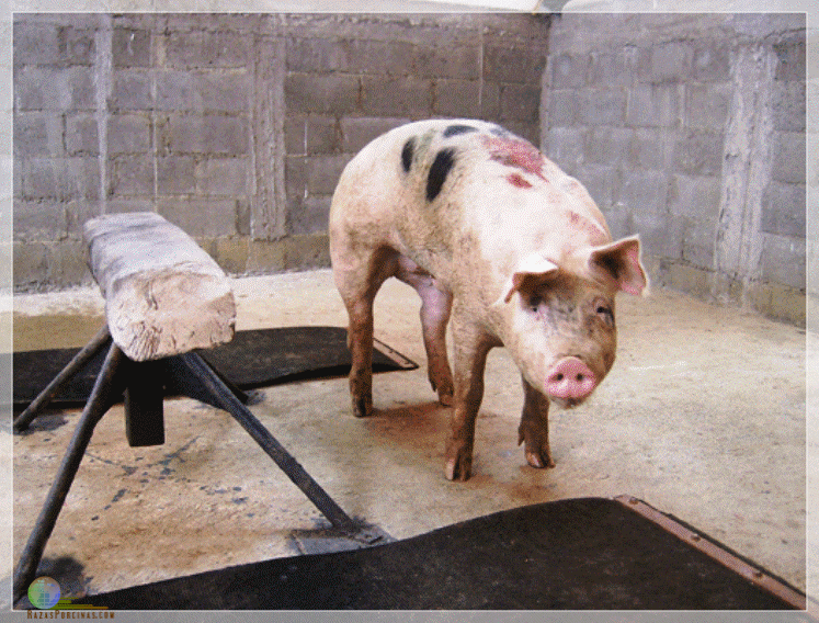 Importancia del verraco dentro de la explotación porcina | Razas ...