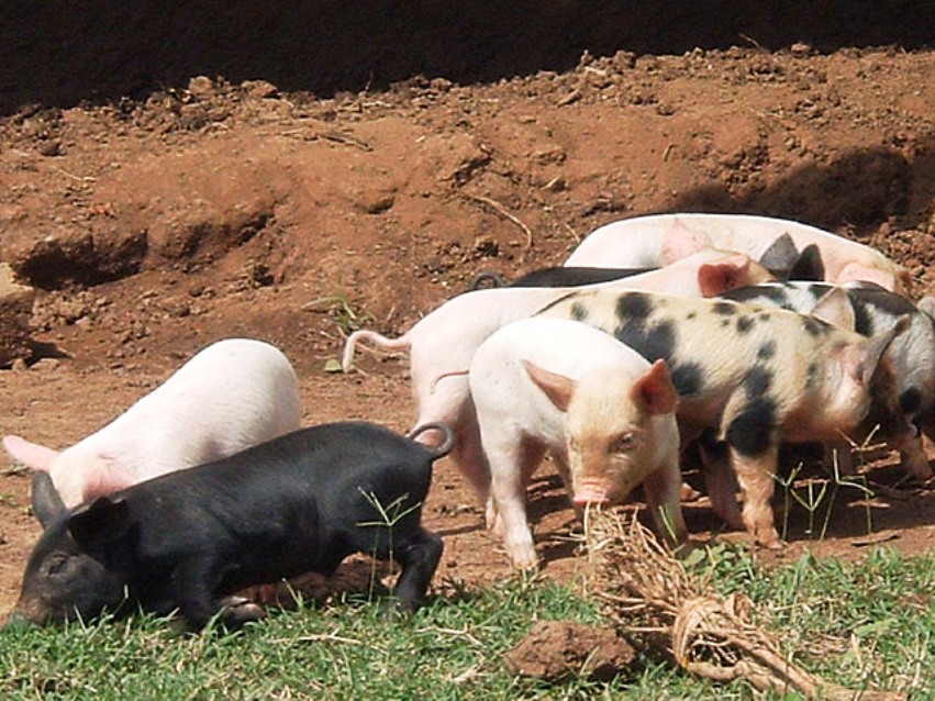 Formas y Técnicas para Sujetar y Manejar Lechón y Cerdos | Razas ...