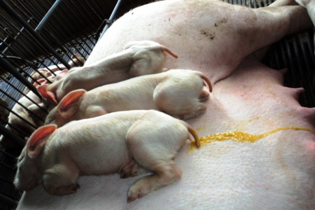 Dos formas para la prevención de diarreas posdestete en lechones ...