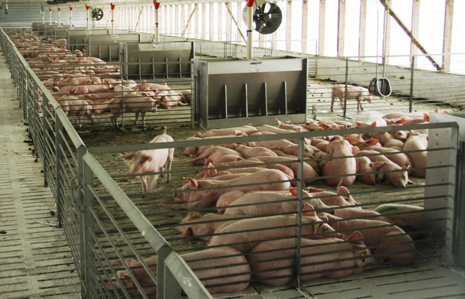 Principales enfermedades que afectan a lechones recién nacidos | Razas ...